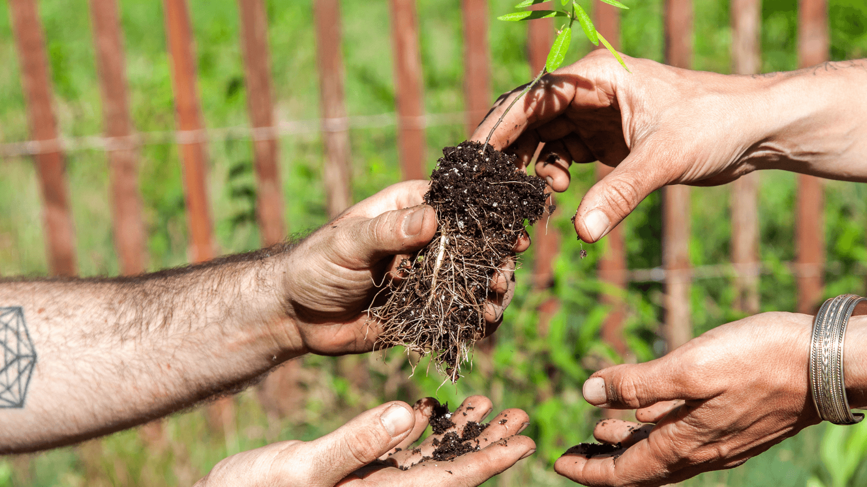 Stewarding Parks, Stewarding Community