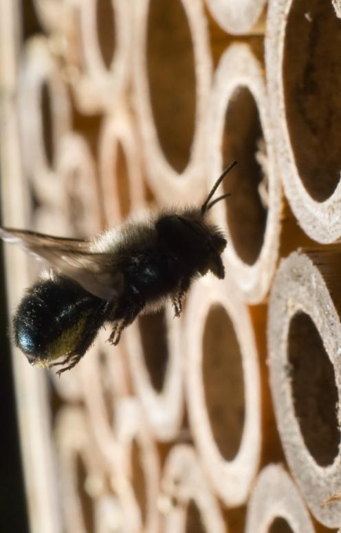 All About Mason Bees - Park People