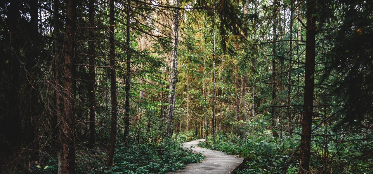 Waterloo Park Walk - Park People
