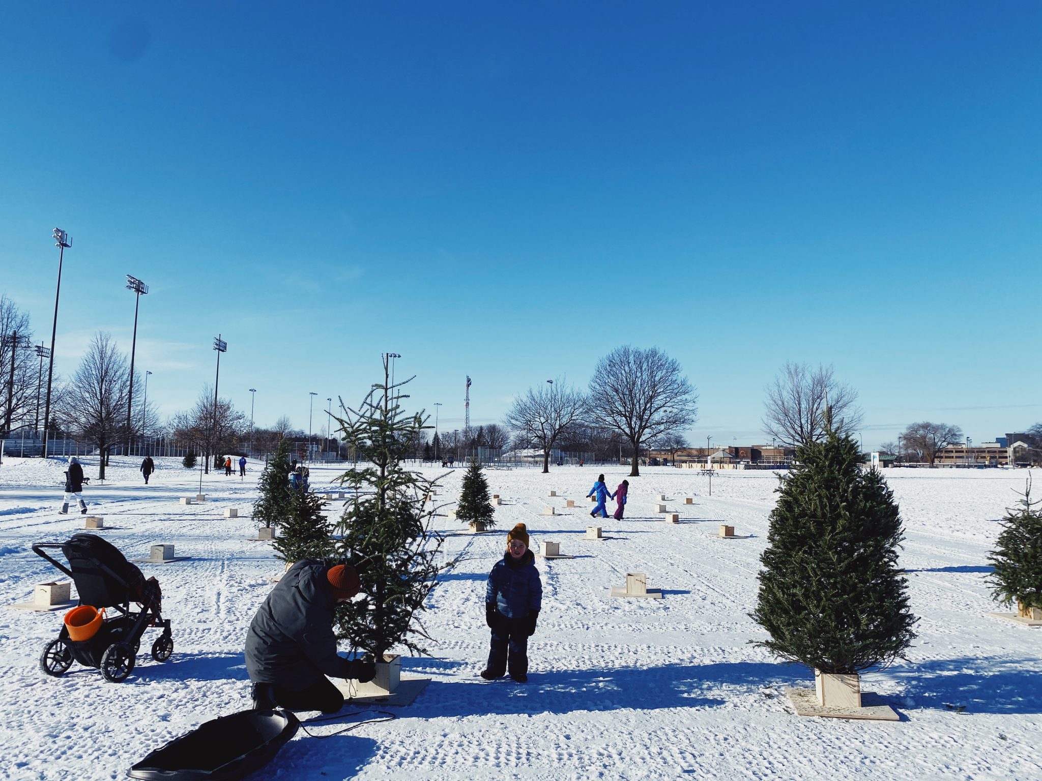 A Second Life for Christmas Trees at The Ephemeral Forest at Parc Jarry ...